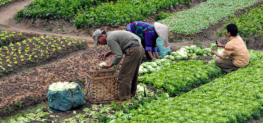 D-Lab: Smallholder Agriculture (not currently offered) | MIT D-Lab D-Lab: Smallholder Agriculture (not currently offered) | MIT D-Lab